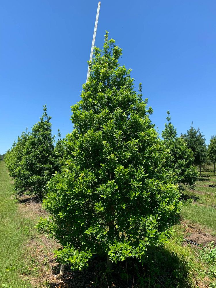 Image Gallery - Tree Trends Nursery