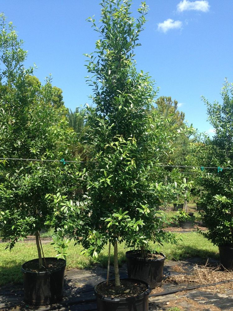 REC Nursery | plantANT.com