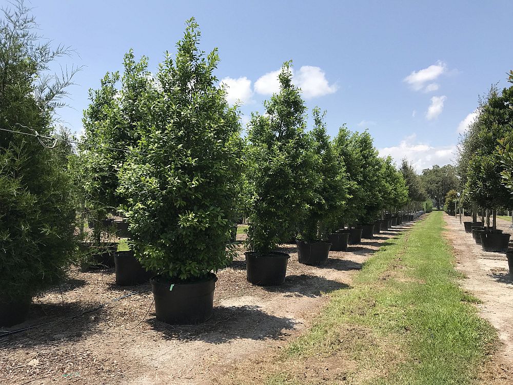 Lancaster Trees & Shrubs | plantANT.com