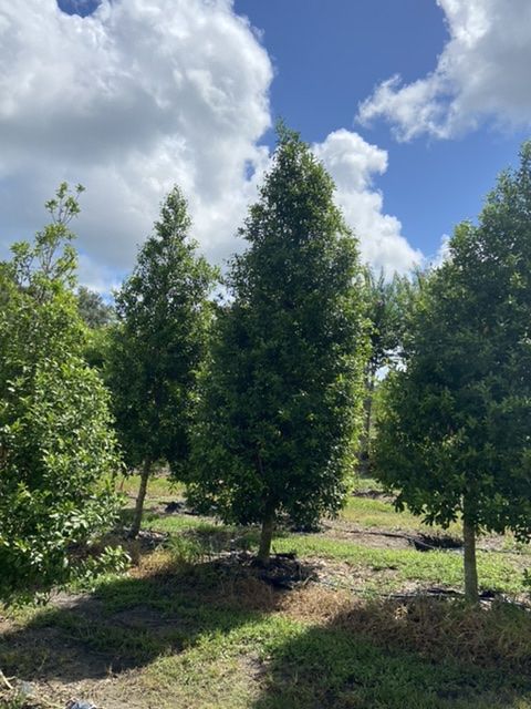 Ocala Tree Farm | plantANT.com