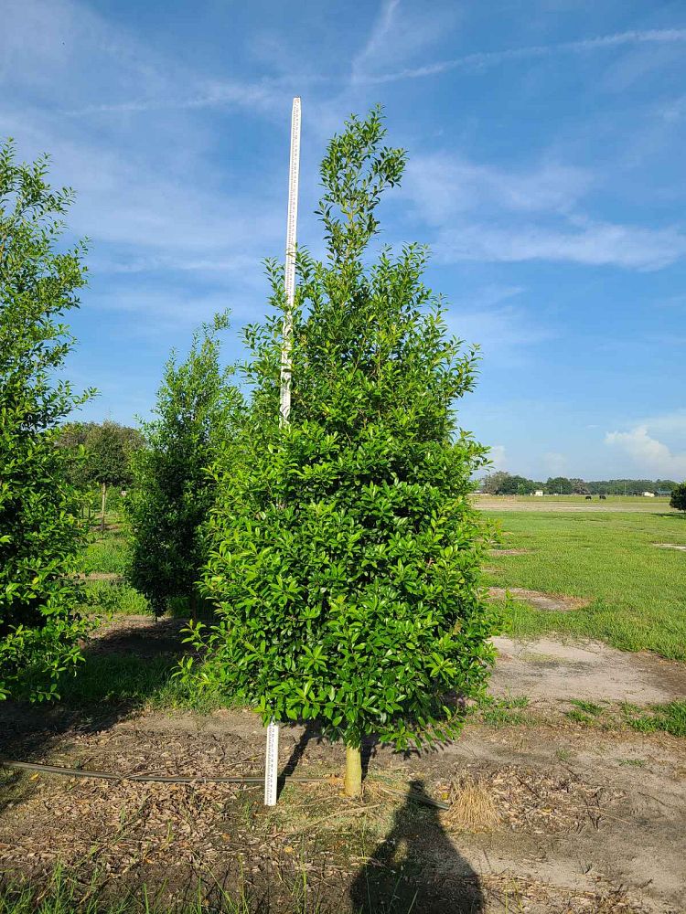 Lancaster Trees & Shrubs | plantANT.com