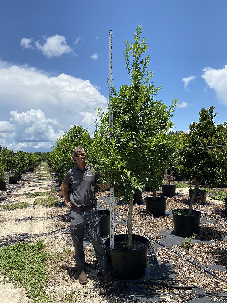 RC Trees | plantANT.com