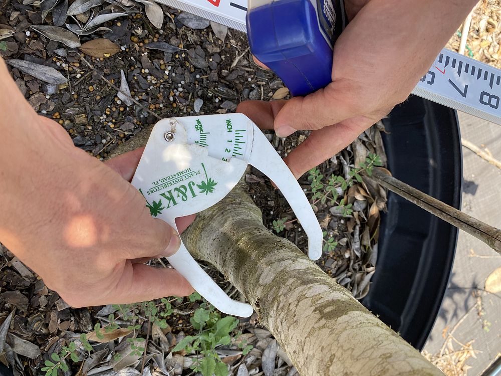 RC Trees | plantANT.com