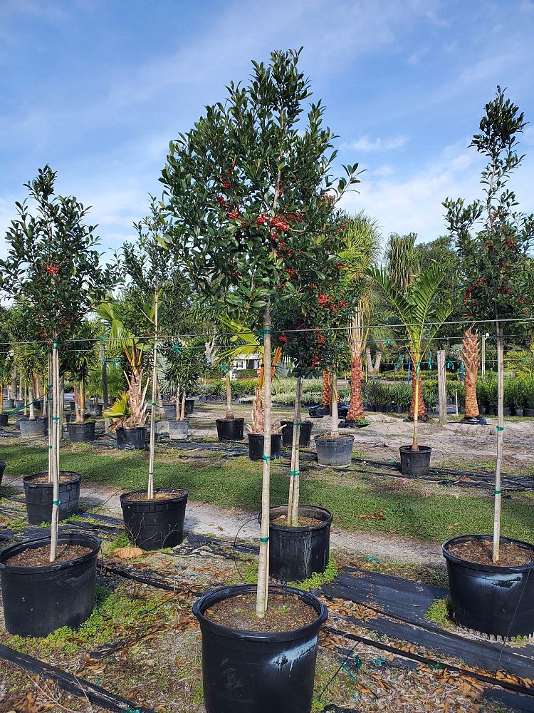 REC Nursery | plantANT.com