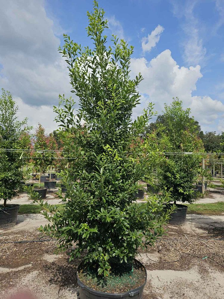 Lancaster Trees & Shrubs | plantANT.com