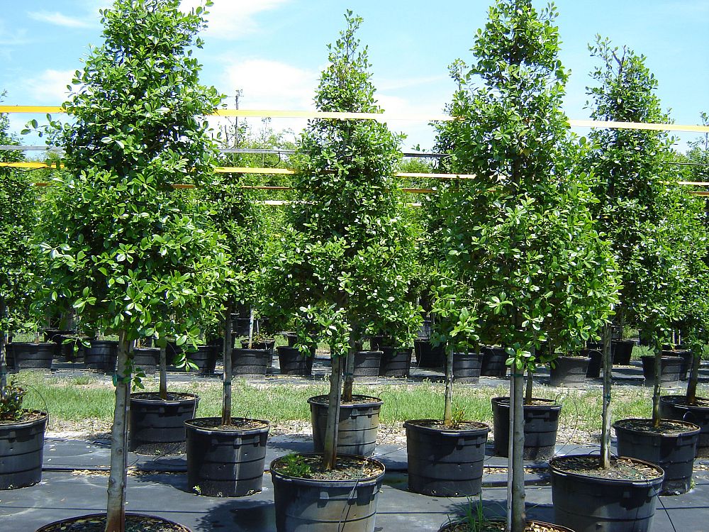 Ilex x attenuata 'East Palatka', East Palatka Holly