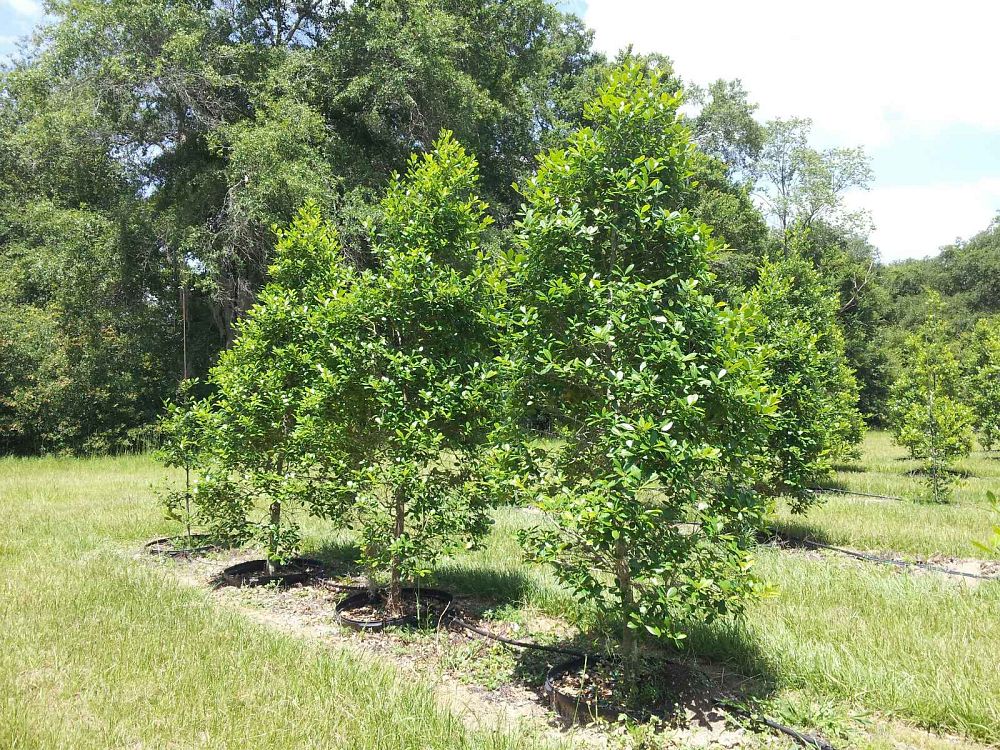 Image Gallery - Slay's Trees