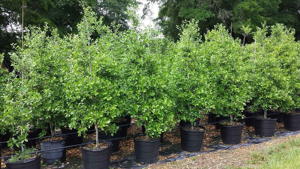 Image Gallery - Slay's Trees