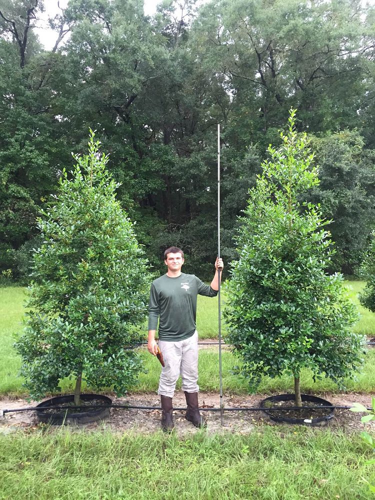 Image Gallery - Slay's Trees