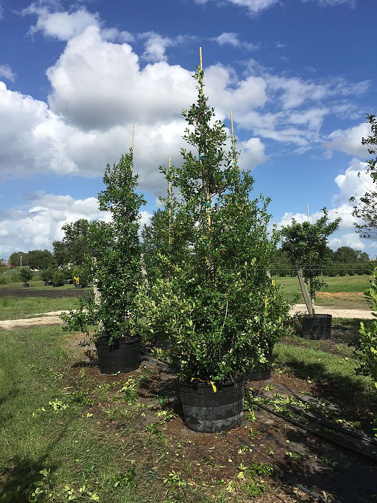 Image Gallery - Enviro-Pro Tree Farm