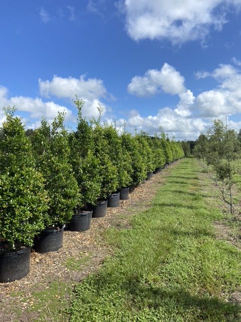 Ocala Tree Farm | plantANT.com