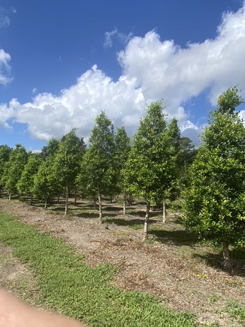 Ocala Tree Farm | plantANT.com