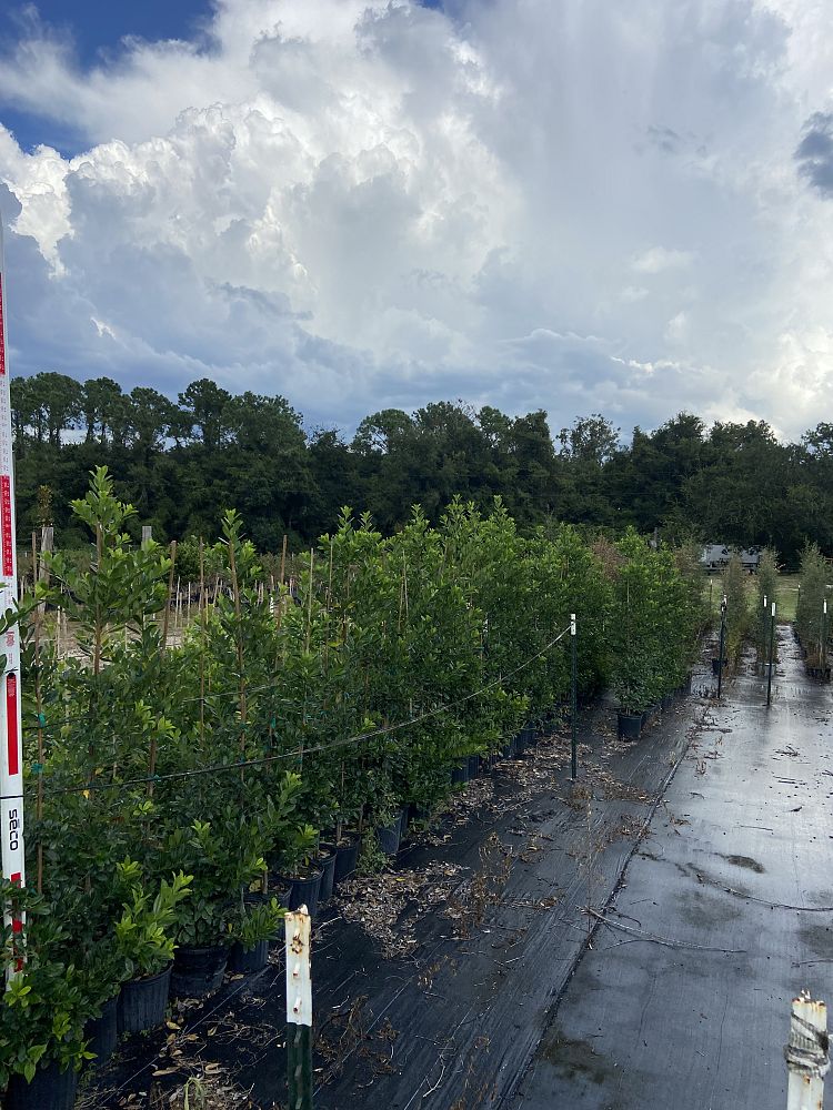 Ocala Tree Farm | plantANT.com