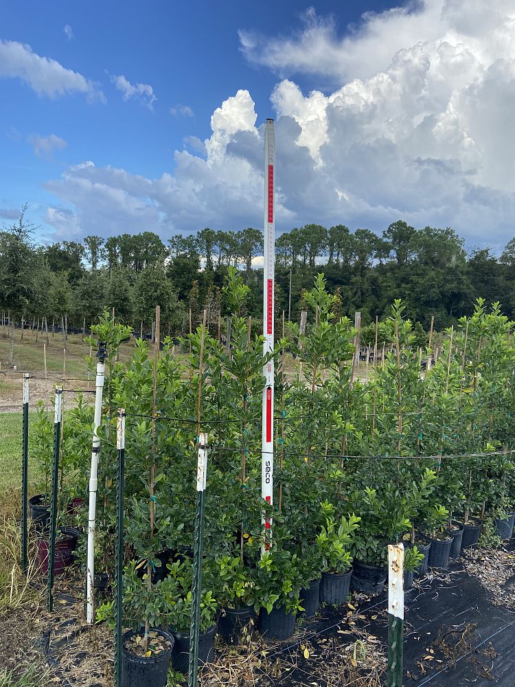 Ocala Tree Farm | plantANT.com