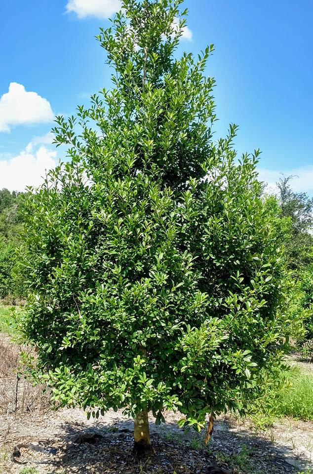 Bledsoe Family Farms | plantANT.com