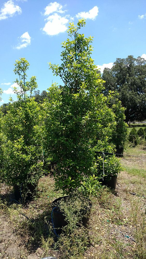 Bent Oak Tree Farm | plantANT.com