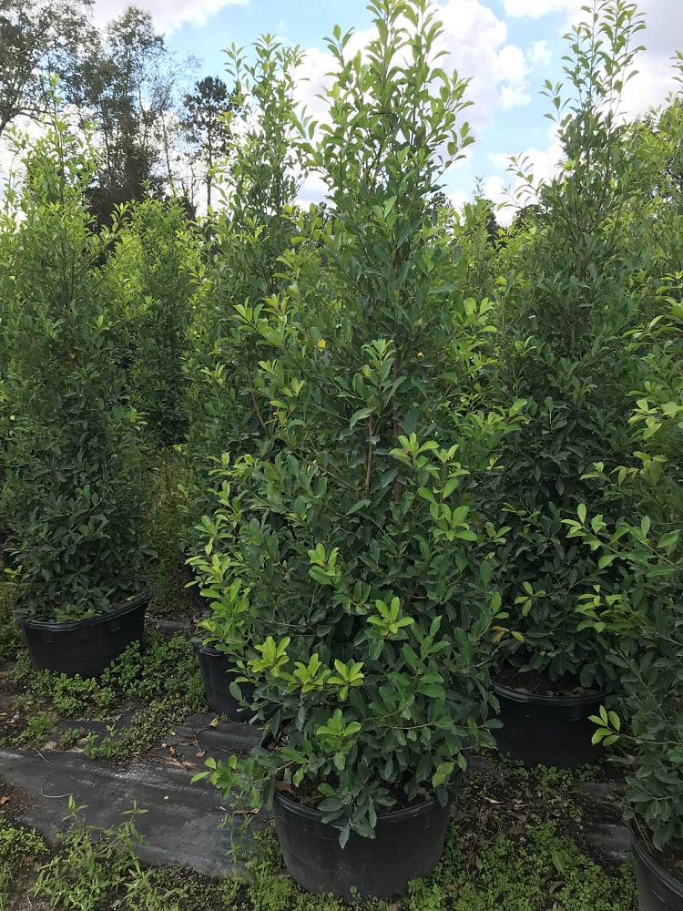 Brunson Wholesale Nursery | plantANT.com