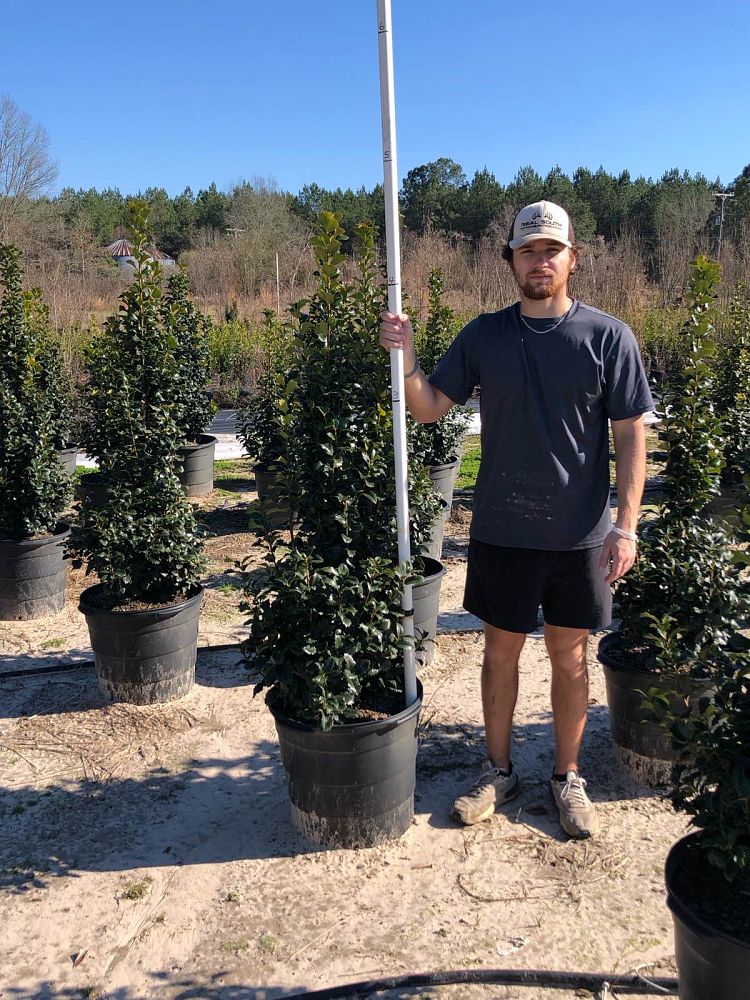 Image Gallery - Evergreen Nursery