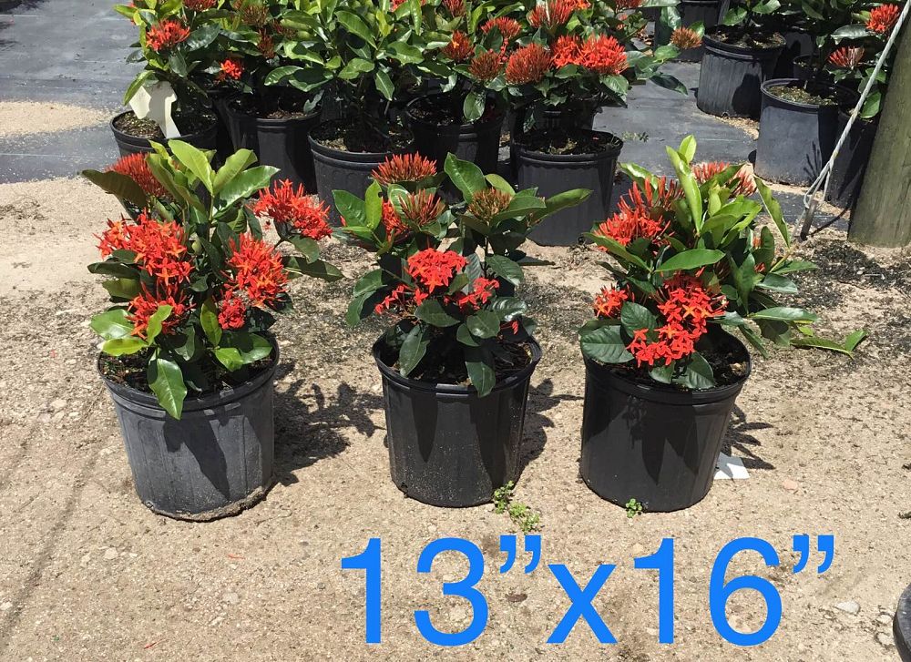 Gallery – Buckhorn Nursery