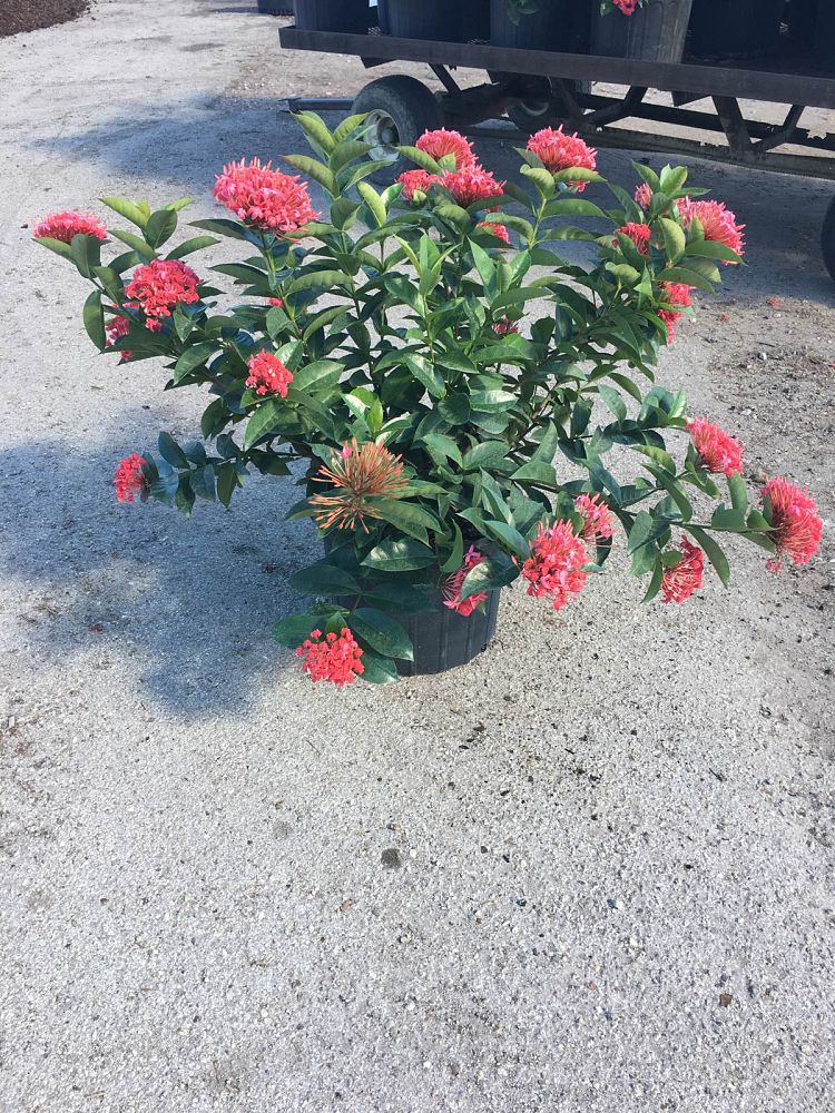 Ixora coccinea 'Nora Grant', Flame of the Woods, Jungle Flame, Jungle ...