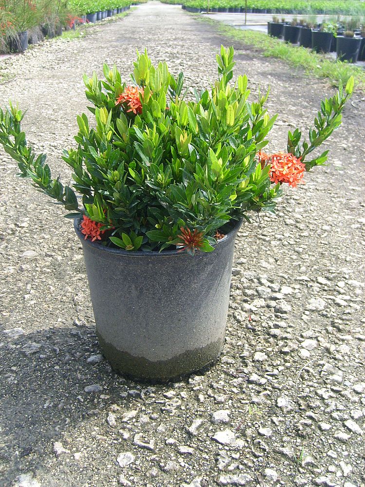 Ixora 'Petite', Ixora 'Taiwan Red Dwarf', Ixora Taiwanensis
