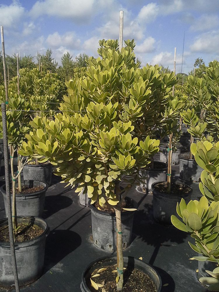 Field Grown 100 available, Single, 8-11ft HT