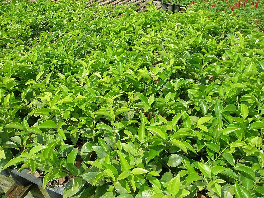 Parrish Nursery | plantANT.com