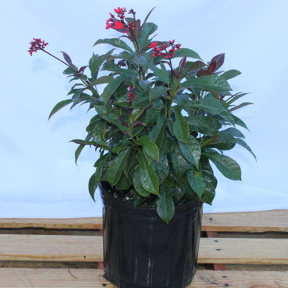 Jatropha integerrima 'Compacta', Jatropha hastata 'Compacta'