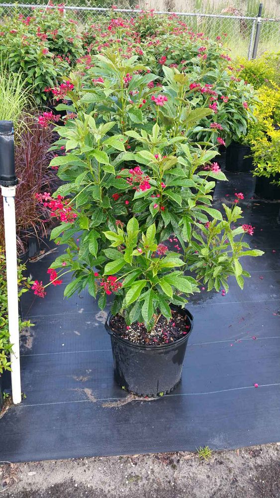 Certified Outdoors | plantANT.com