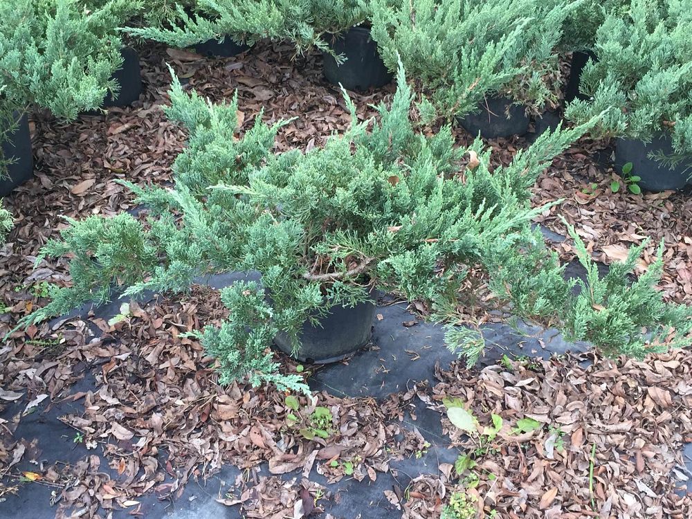 Gallery - Texas Wholesale Nursery