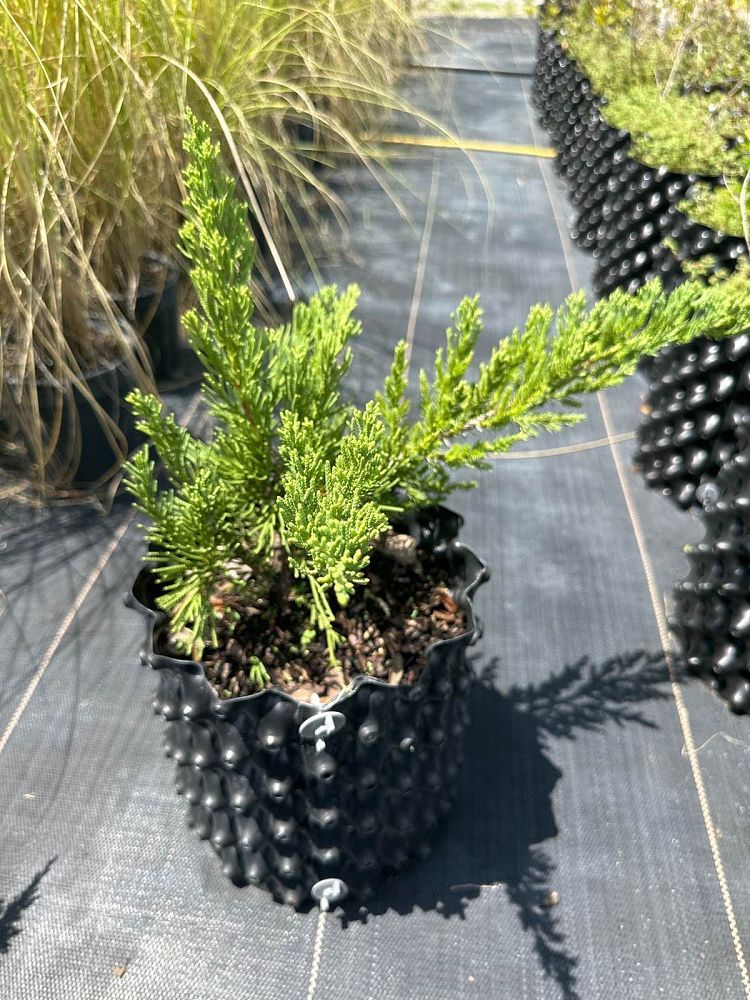 Jolly Green Nursery.com | plantANT.com