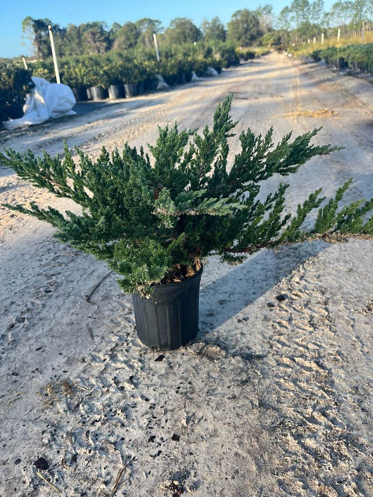 Salmon's Wholesale Nursery | plantANT.com