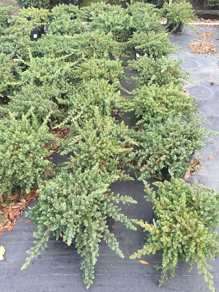 Gallery - Texas Wholesale Nursery