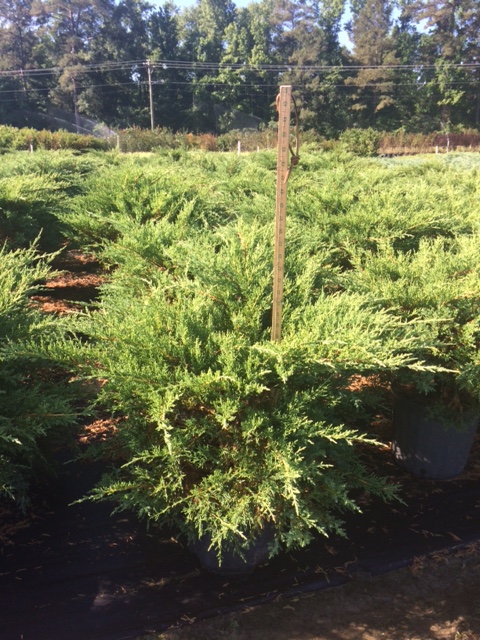 Green Biz Nursery | plantANT.com