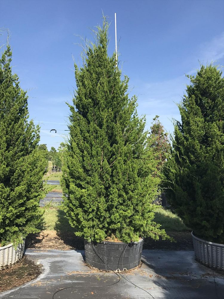 Juniperus silicicola 'Brodie', Southern Red Cedar