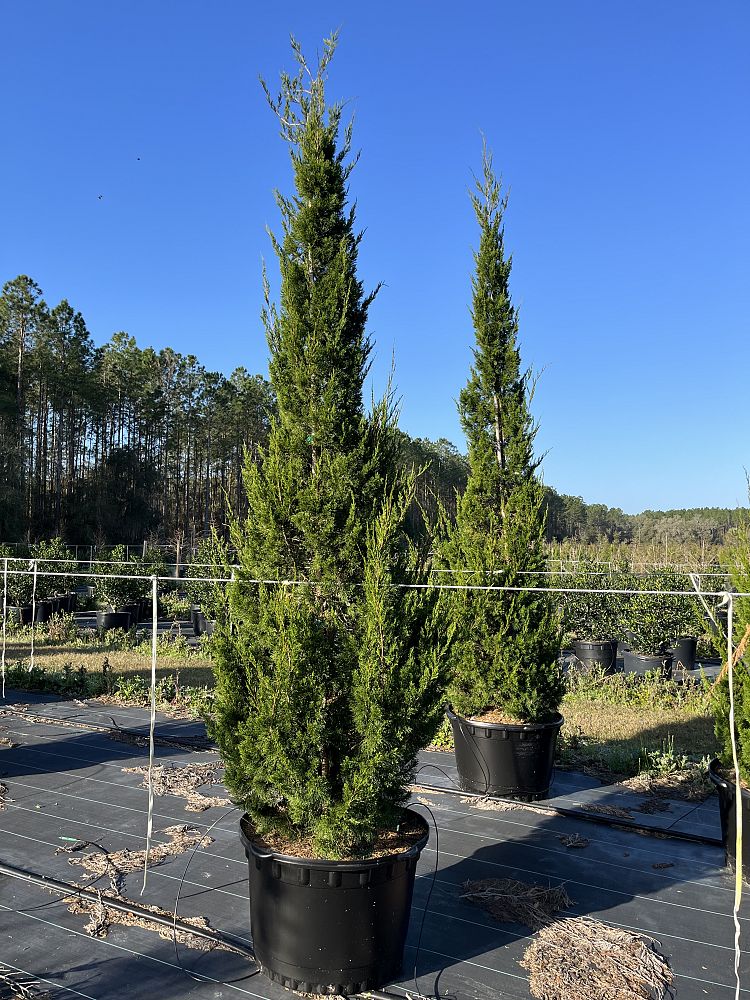 Casey's Nursery | plantANT.com