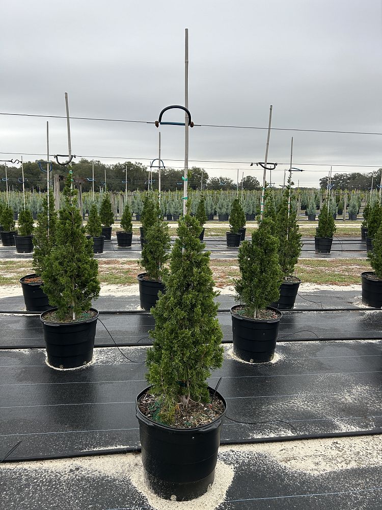 Sumter Gardens Tree Nursery | plantANT.com