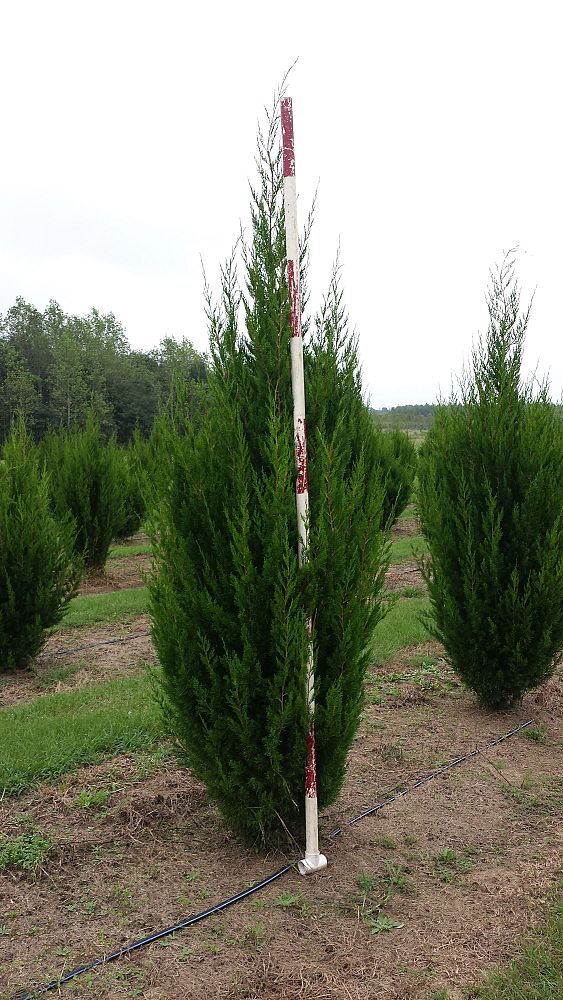 LMI Trees | plantANT.com