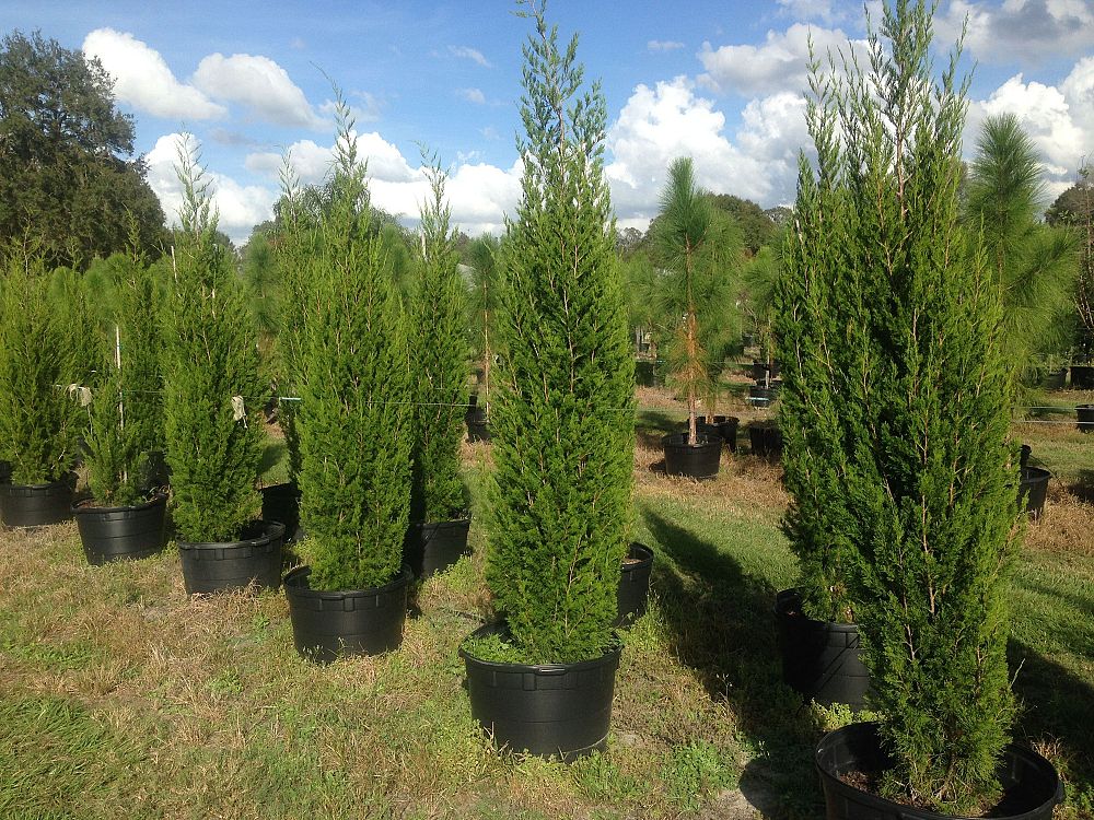 McMullen Wholesale Nursery, Inc. | plantANT.com