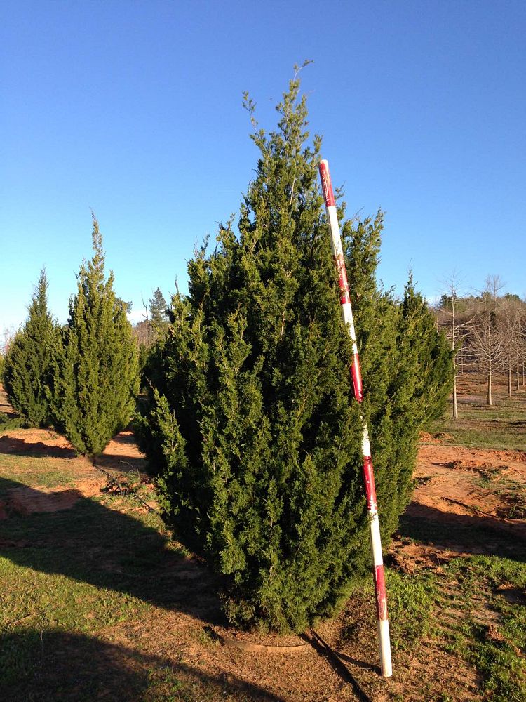 Lassiter Tree Farm | plantANT.com