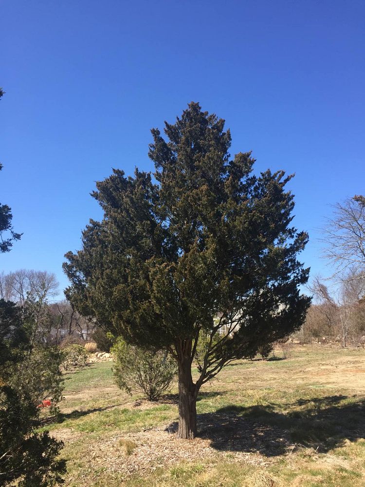 HF Johnson Tree Farm LLC | plantANT.com