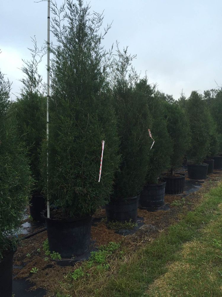 Juniperus virginiana silicicola, Southern Red Cedar