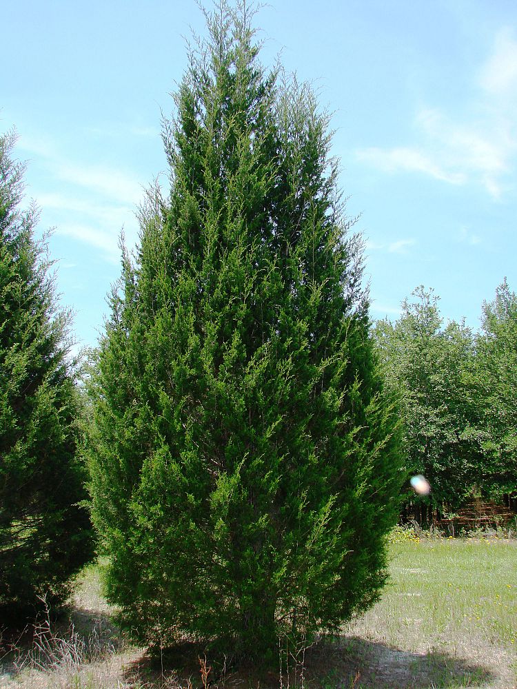 Field Grown Grade #1, 24ft HT