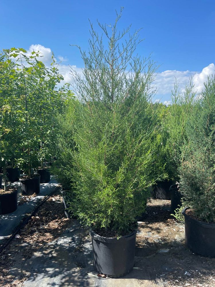 Superior Trees | plantANT.com