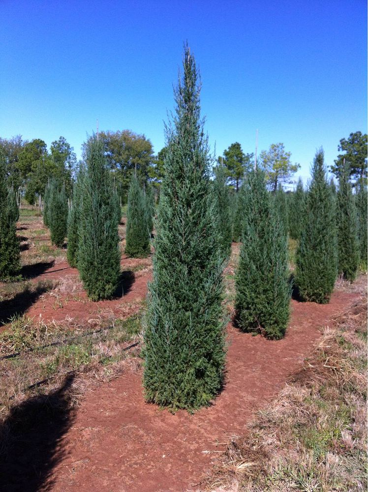 Whitetail Tree Farm | plantANT.com