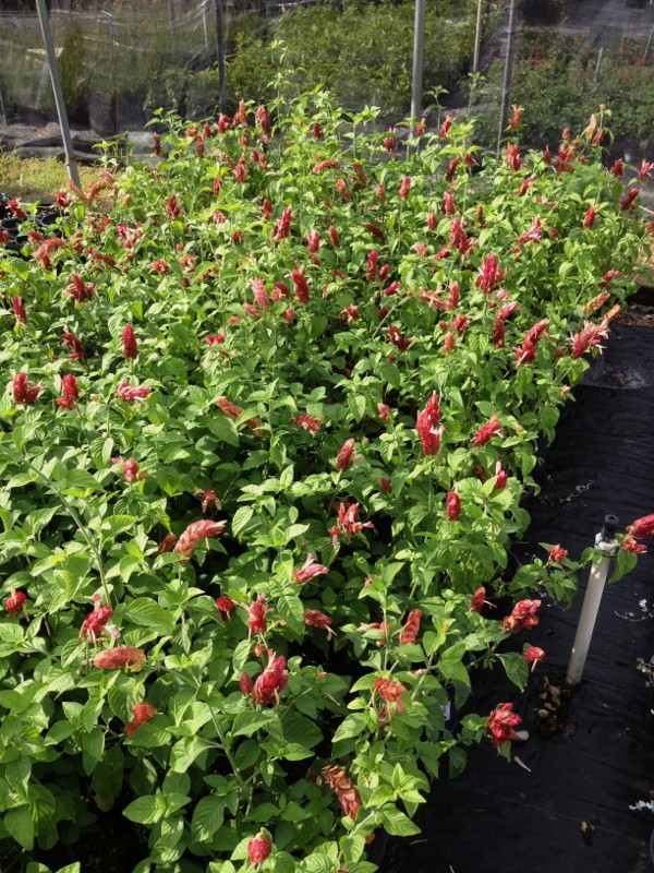 Far South Wholesale Nursery | plantANT.com