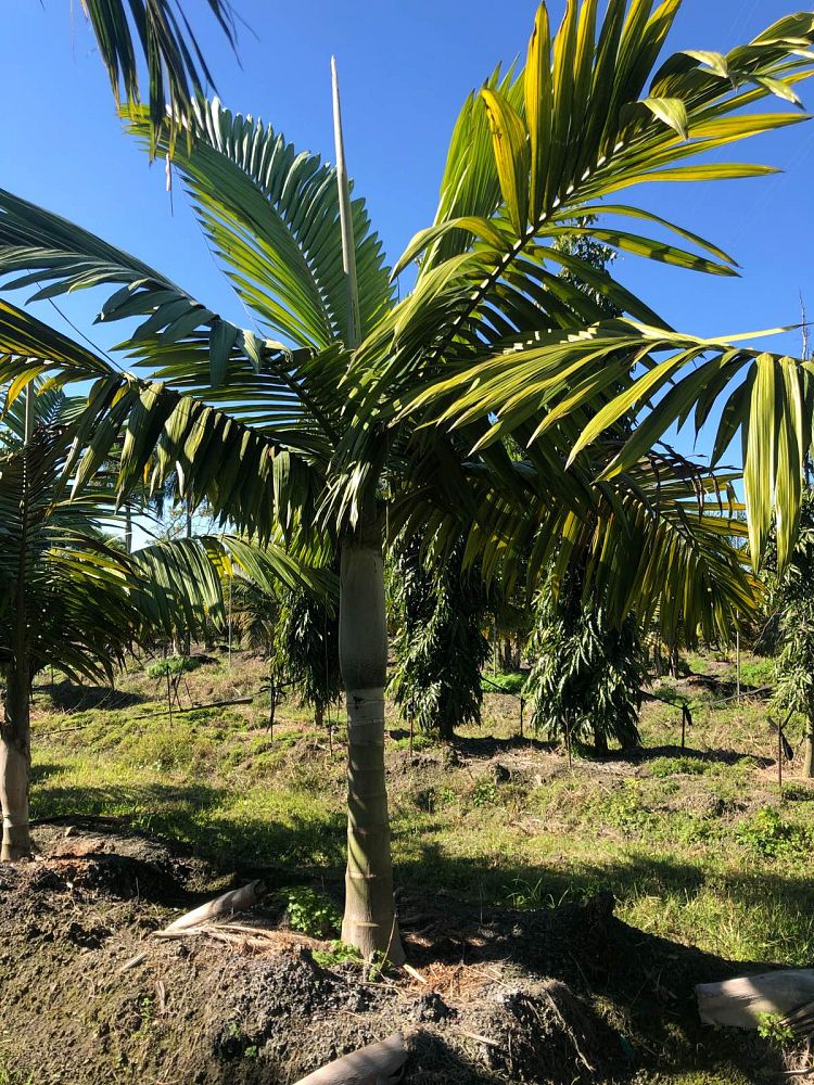 Gallery - J&K Plant Distributors