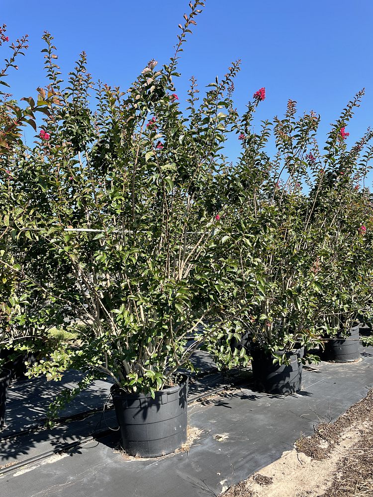 Sharp Tree Farm & Nursery | plantANT.com