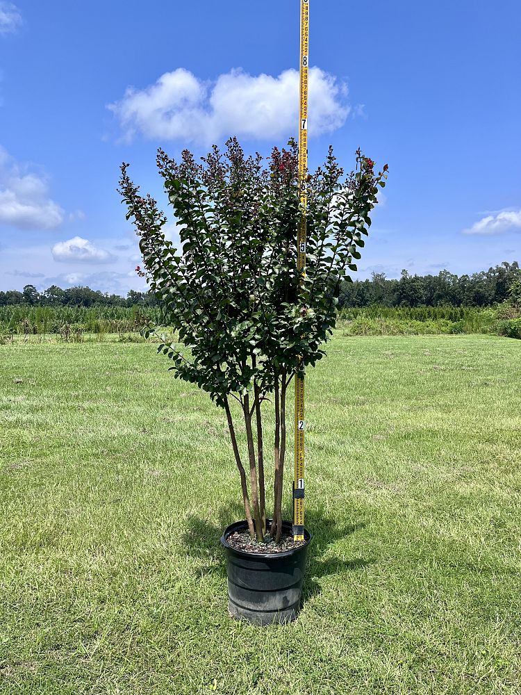 Gallery – Holly Factory Wholesale Nursery