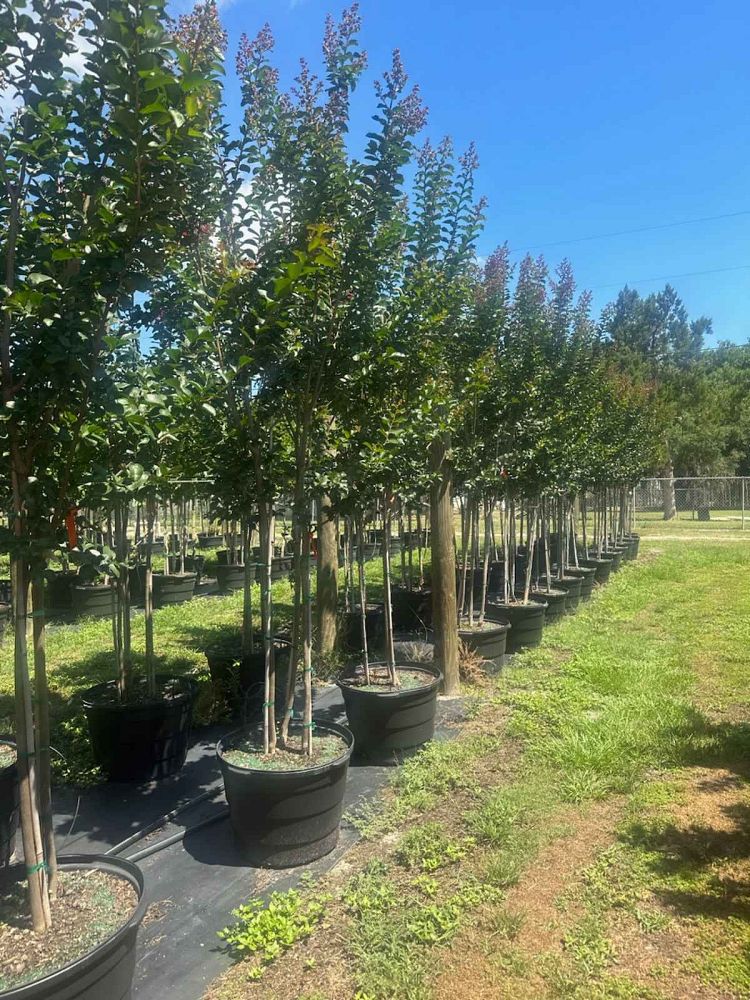 Lancaster Trees & Shrubs | plantANT.com